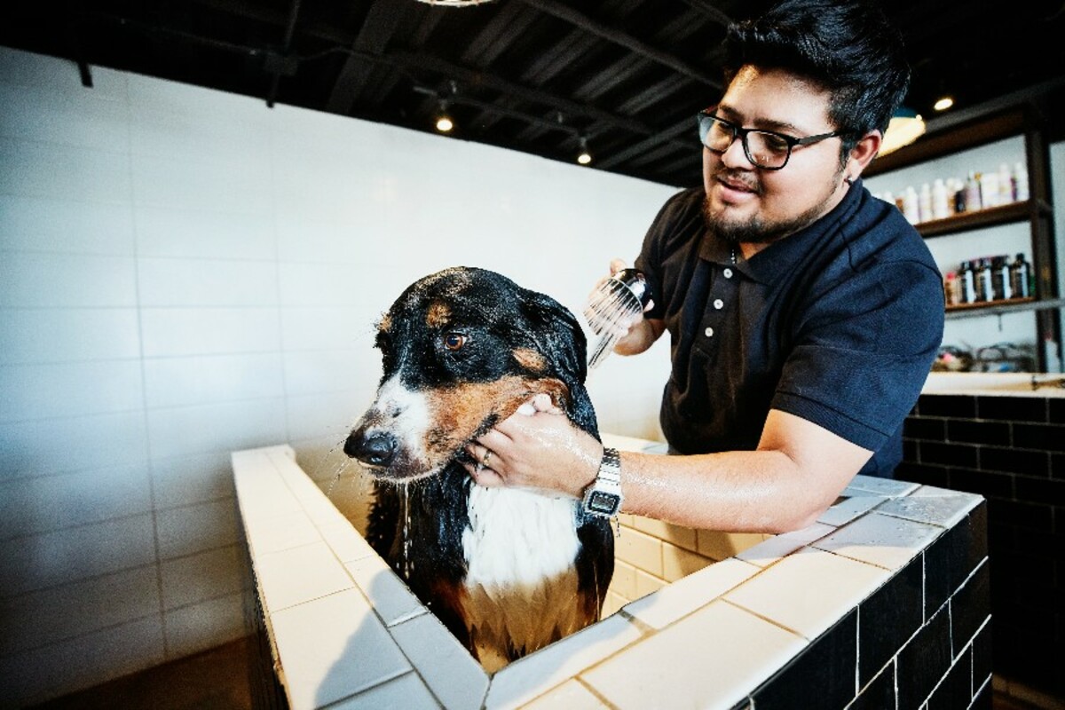 8 Pet Grooming Marketing Ideas | Square
