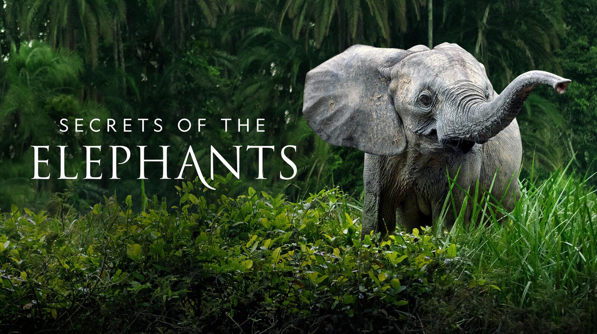 Top Animal TV Shows for Animal Lovers to Enjoy | DIRECTV Insider